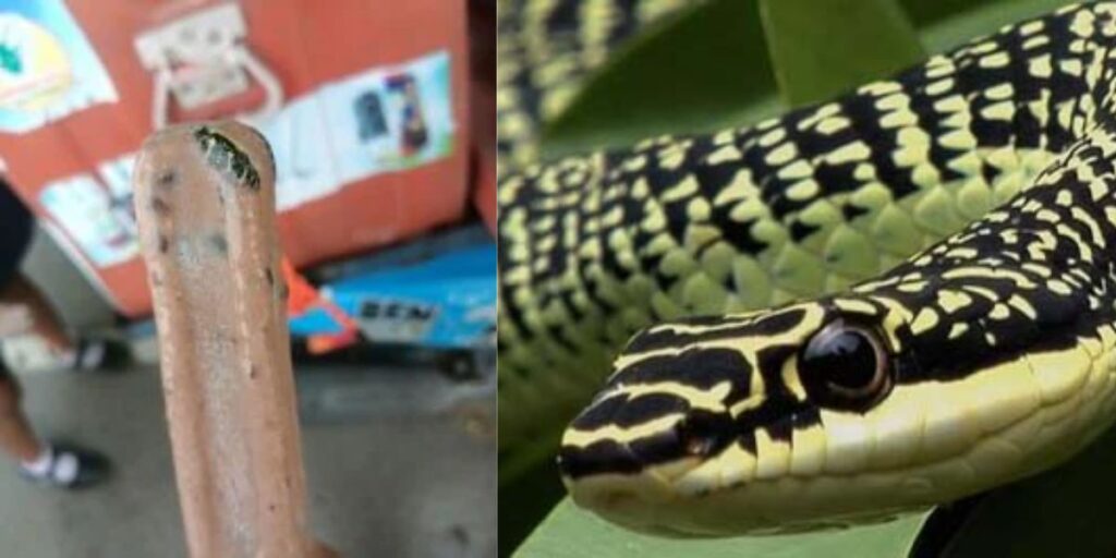 Snake Ice Cream: छिपकली और चूहे के बाद आइसक्रीम में निकला जहरीला सांप